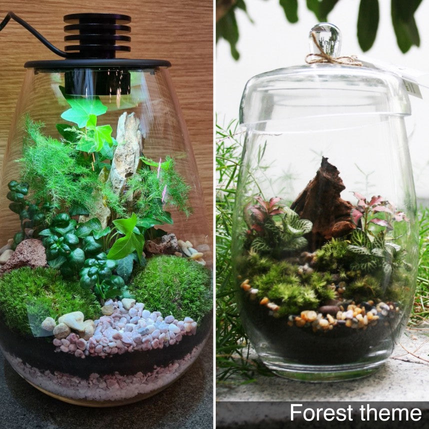 Wood Ball Ornamental Terrarium | Giftr - Singapore's Leading Online ...