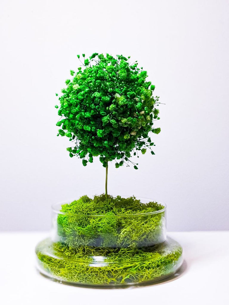 Preserved Green Gypsophilia Tree in Glass Dome | Giftr - Singapore's ...