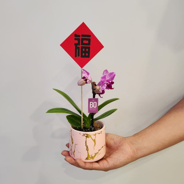 Fortune [CNY2023] | Giftr - Singapore's Leading Online Gift Shop