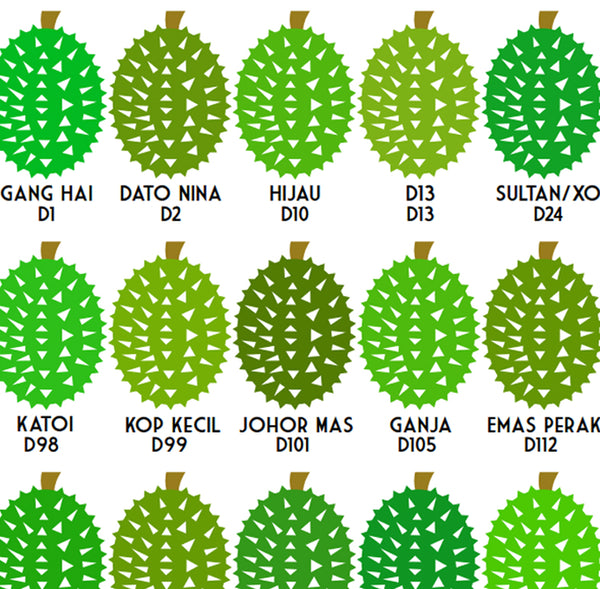 Durian Types Singapore Print | Giftr - Singapore's Leading Online Gift Shop